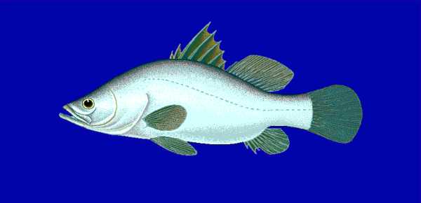 I Caught a Fish This Big! Quiz | 10 Questions