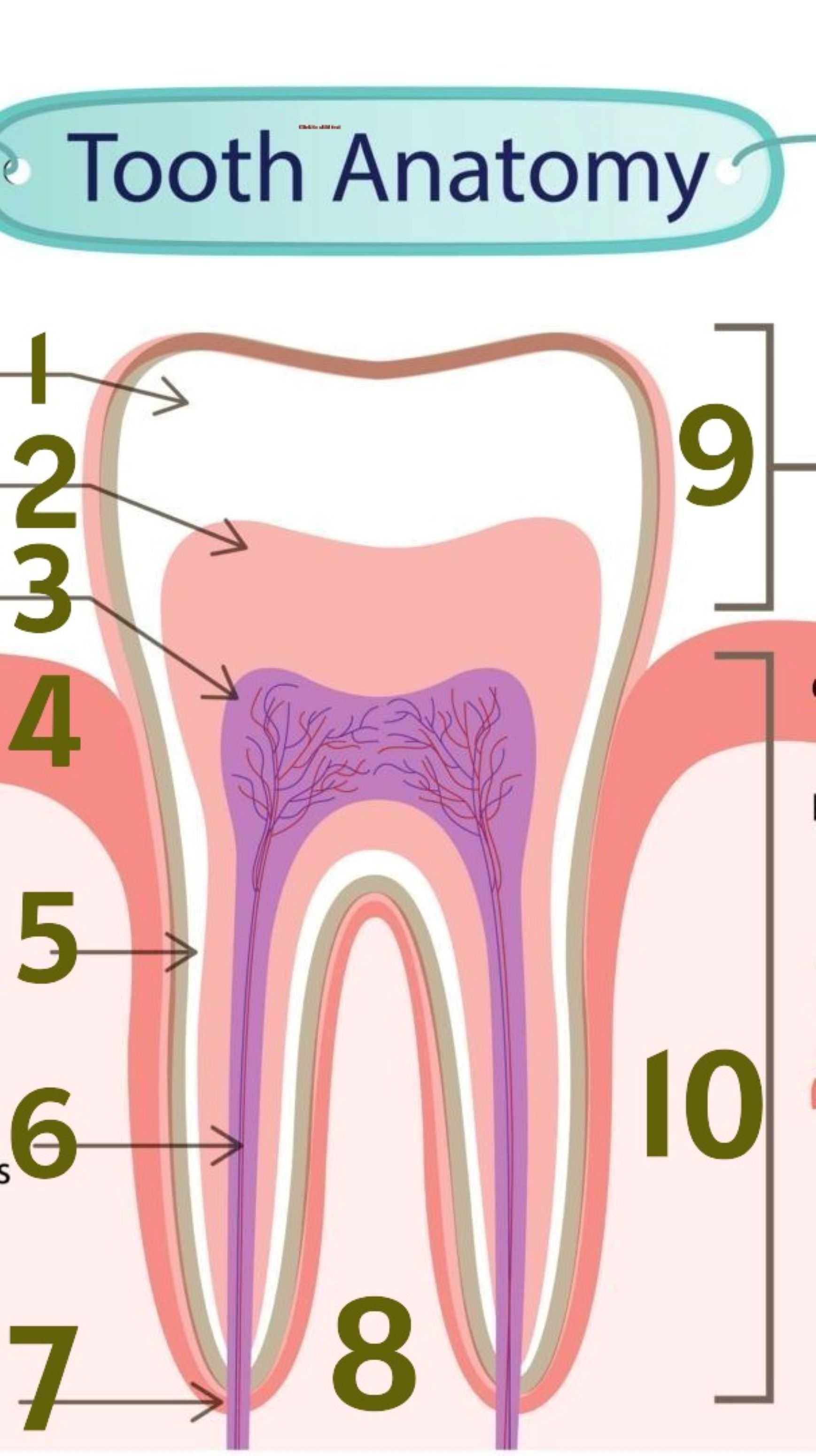 My What Big Teeth You Have Quiz - Human Tooth | Digestive System and ...